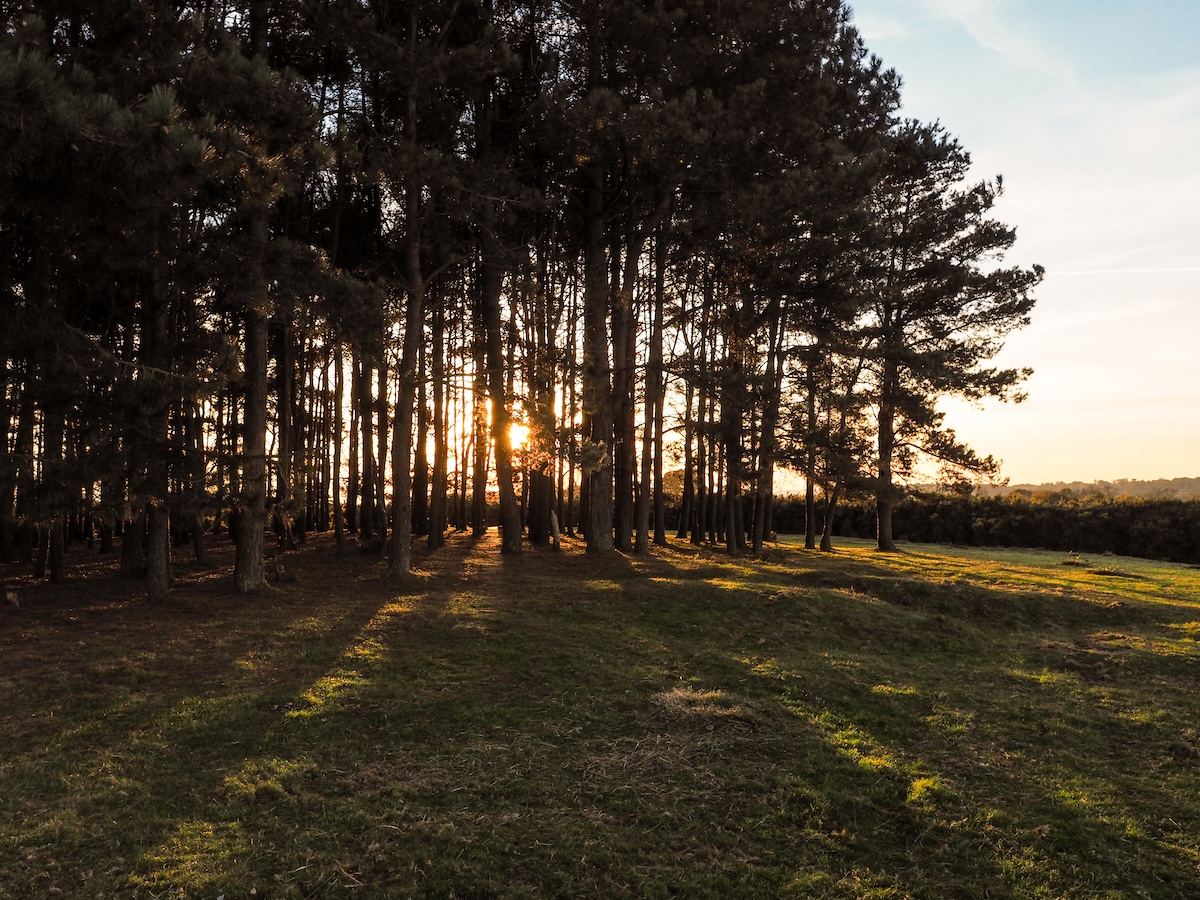 ¿Dónde se encuentra el Bosque de los Cien Acres, el verdadero hogar de ...